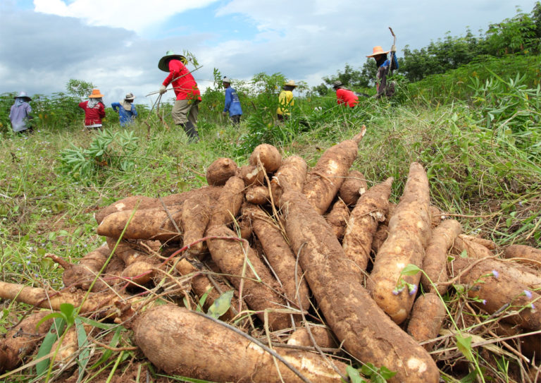 San Pedro: Productores de mandioca claman asistencia del Gobierno - La ...